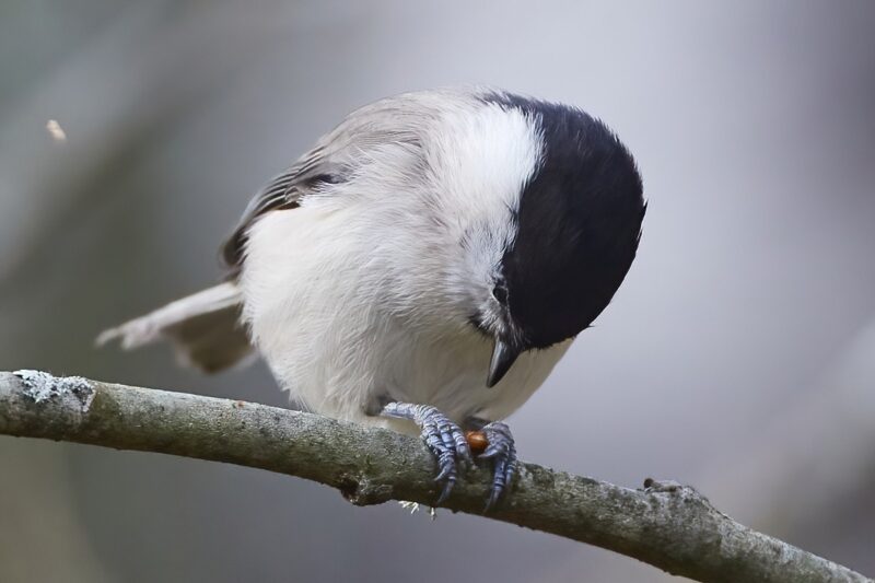 Õunad tihastele | Ajaveeb | Loodusemees